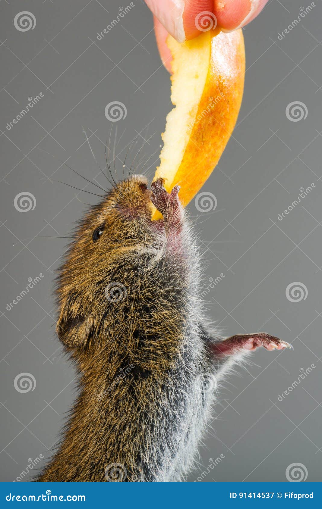 Wild Field Mouse Stretching To Reach a Slice of Apple Stock Image ...