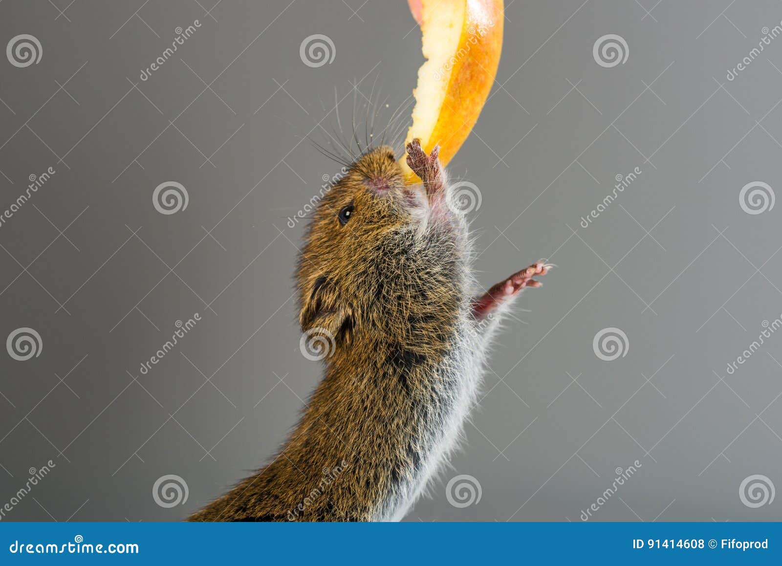 Wild Field Mouse Stretching To Reach a Slice of Apple Stock Photo ...