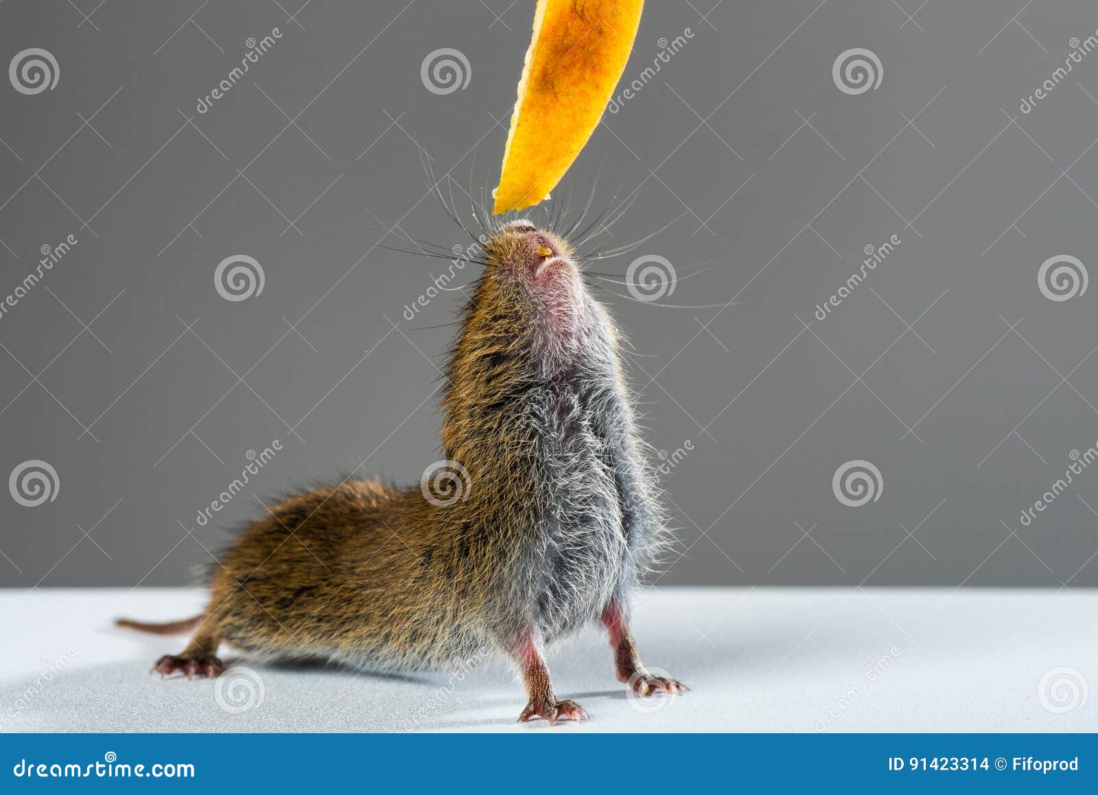 Wild Field Mouse Stretching To Reach a Slice of Apple Stock Photo ...