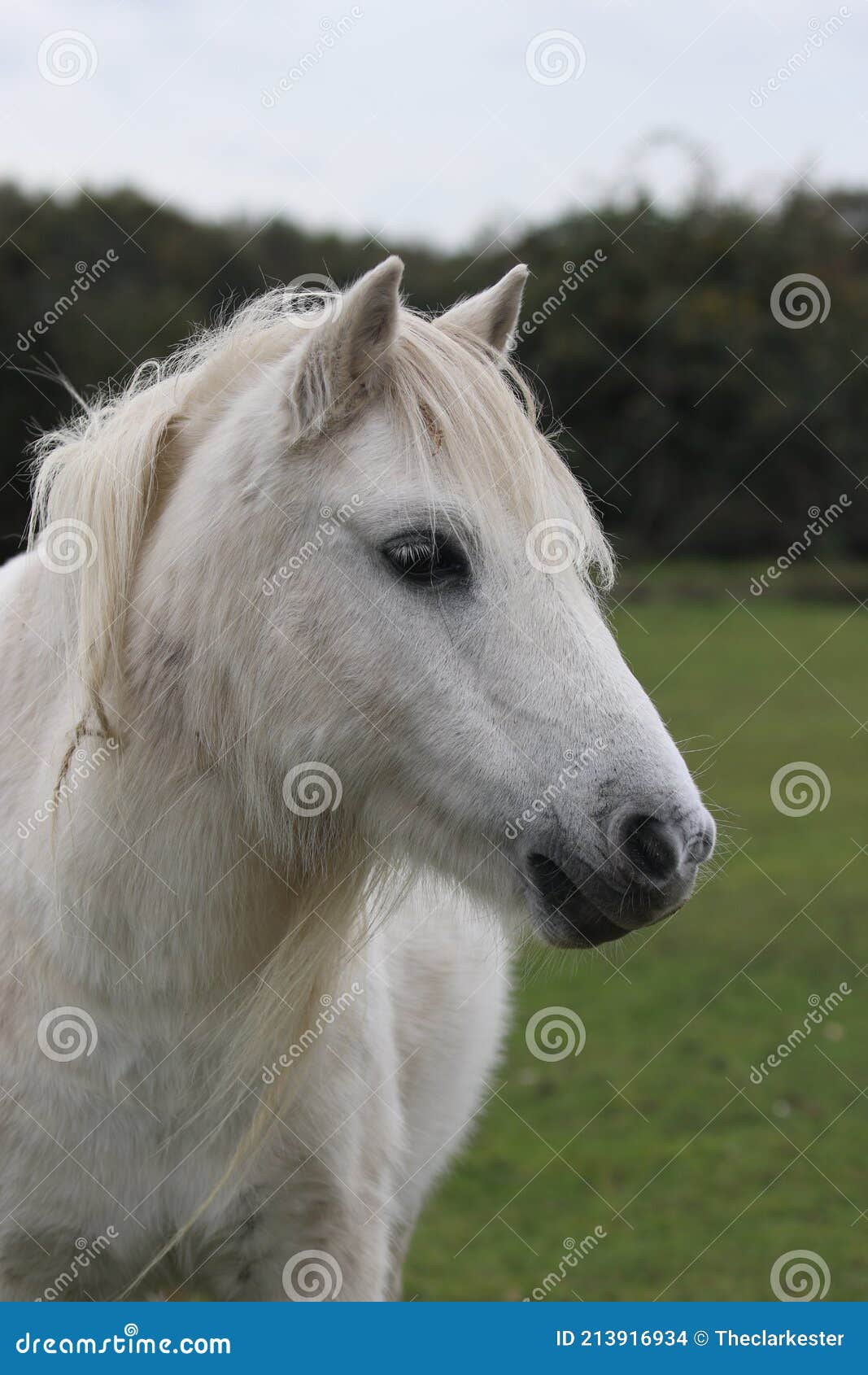 Wild Field Ponies, Stood in Open Field Stock Photo - Image of brown ...