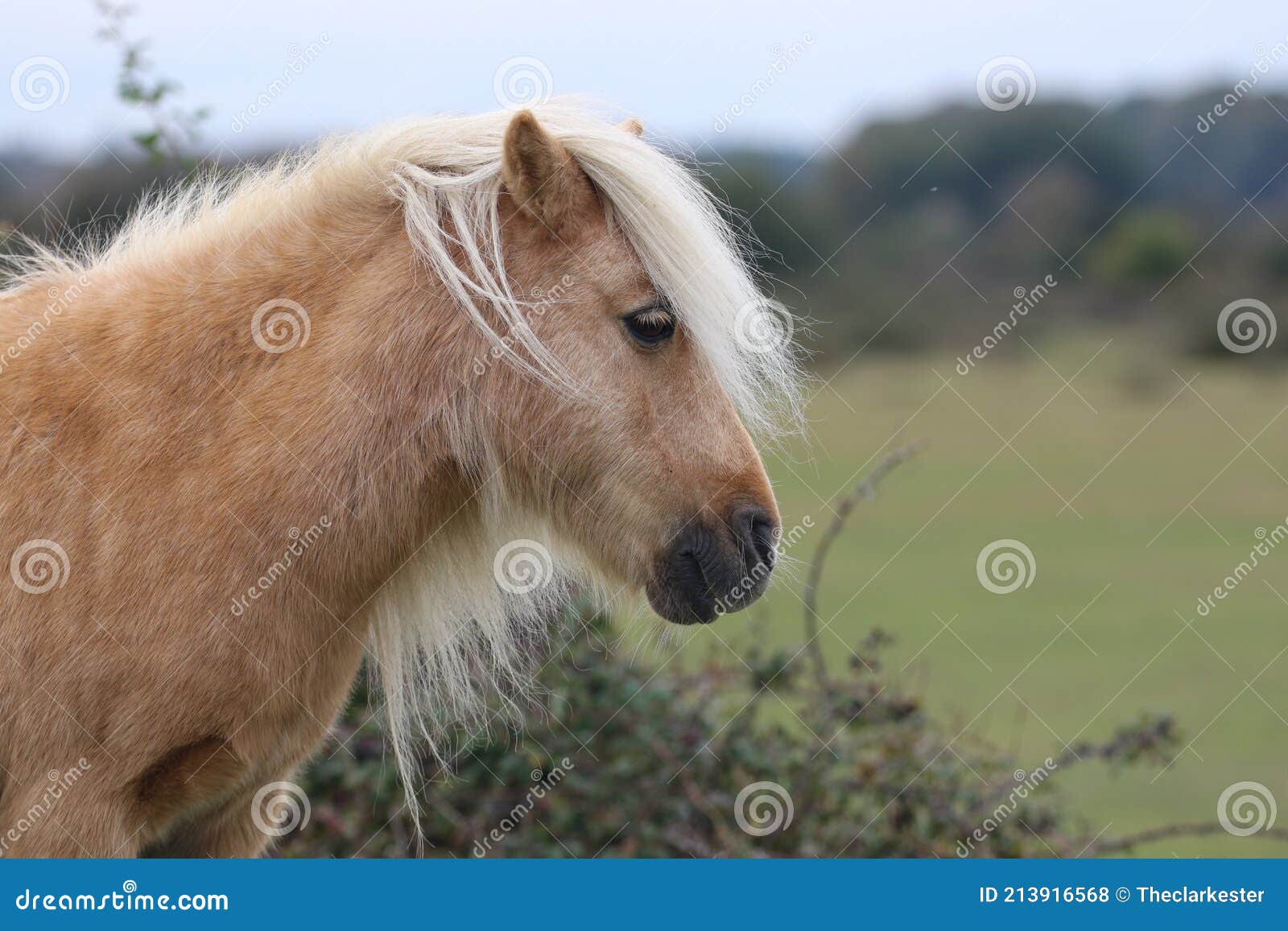 Wild Field Ponies, Stood in Open Field Stock Photo - Image of bridle ...