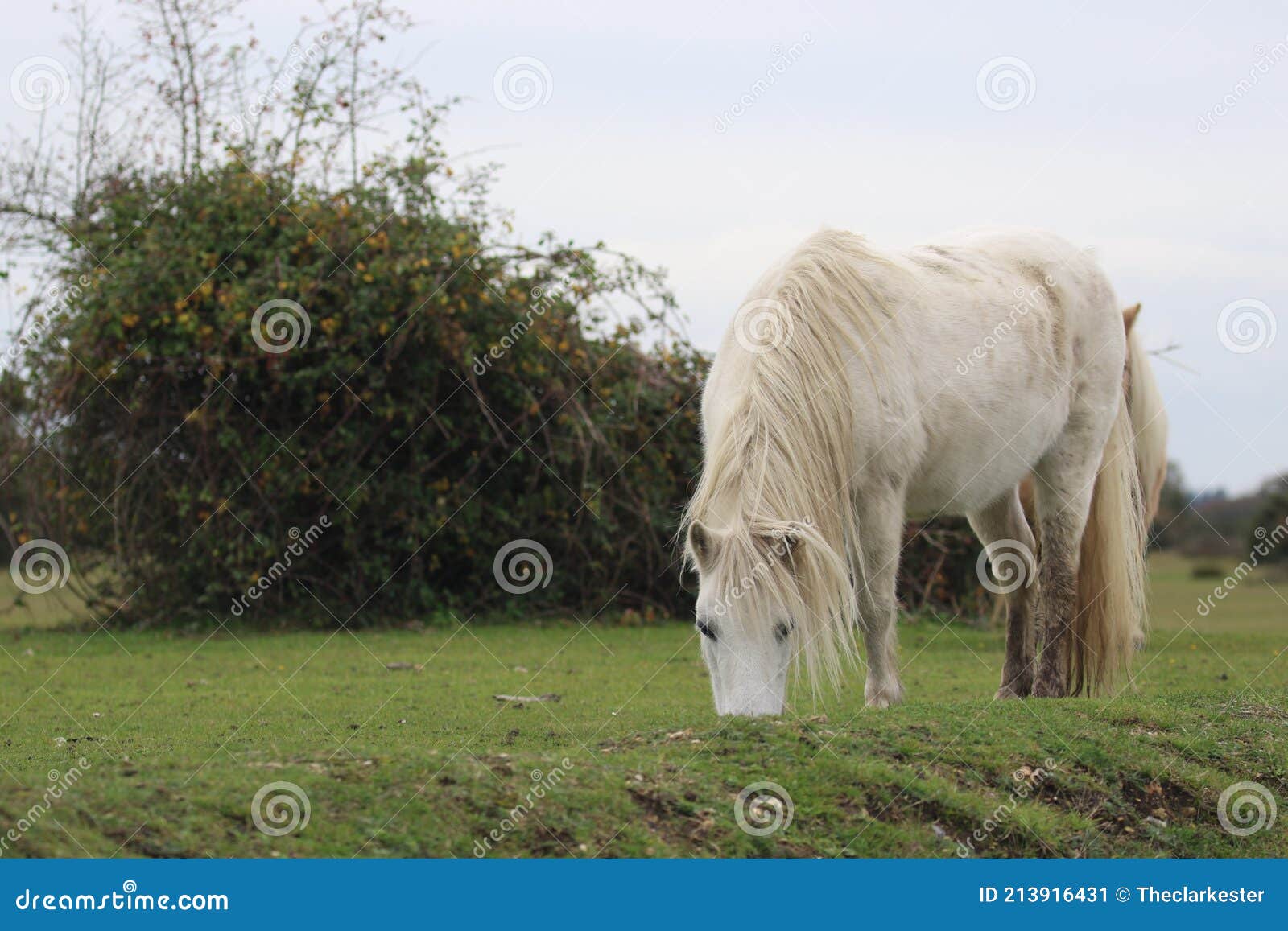 Wild Field Ponies, Stood in Open Field Stock Image - Image of grazing ...