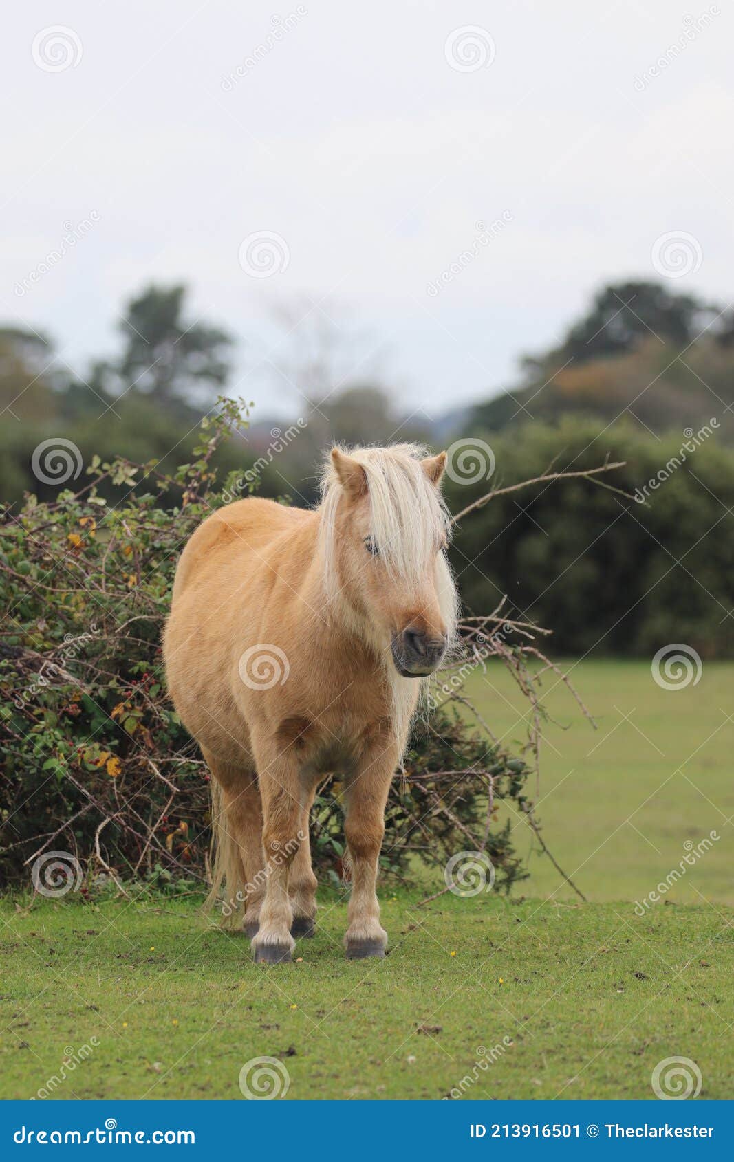 Wild Field Ponies, Stood in Open Field Stock Image - Image of animals ...