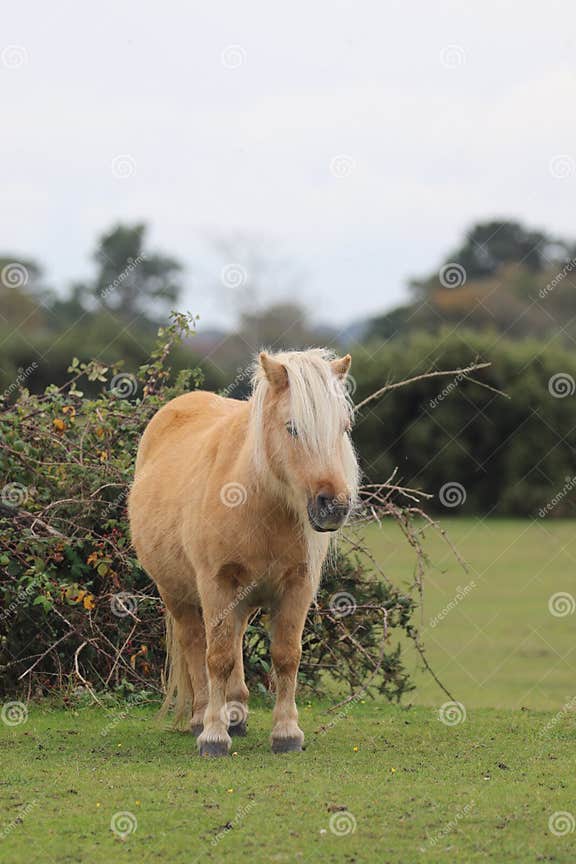 Wild Field Ponies, Stood in Open Field Stock Image - Image of animals ...