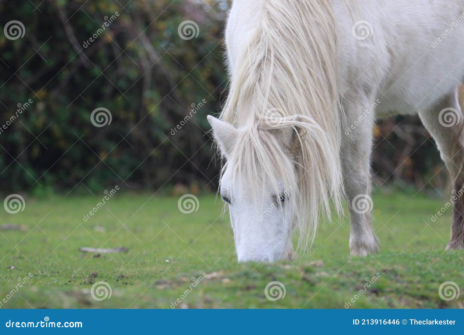 Wild Field Ponies, Stood in Open Field Stock Photo - Image of field ...
