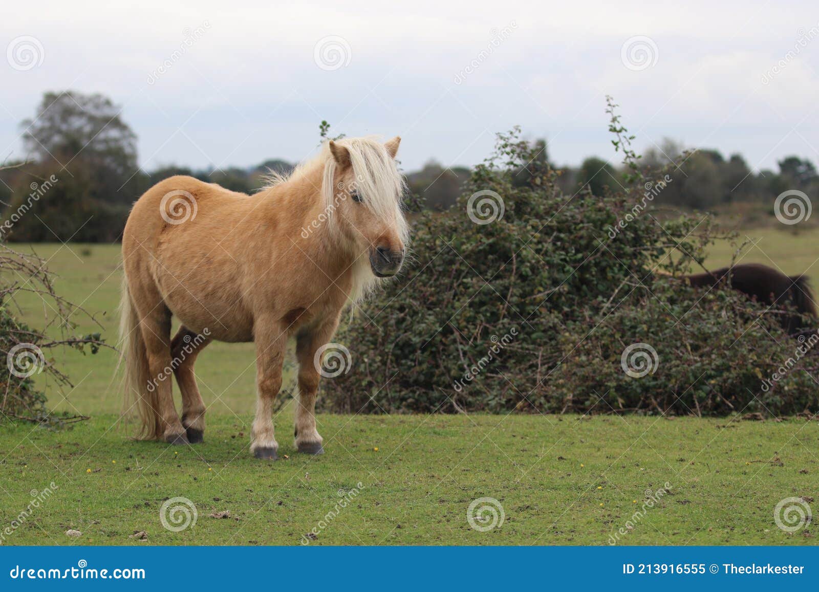 Wild Field Ponies, Stood in Open Field Stock Image - Image of brown ...