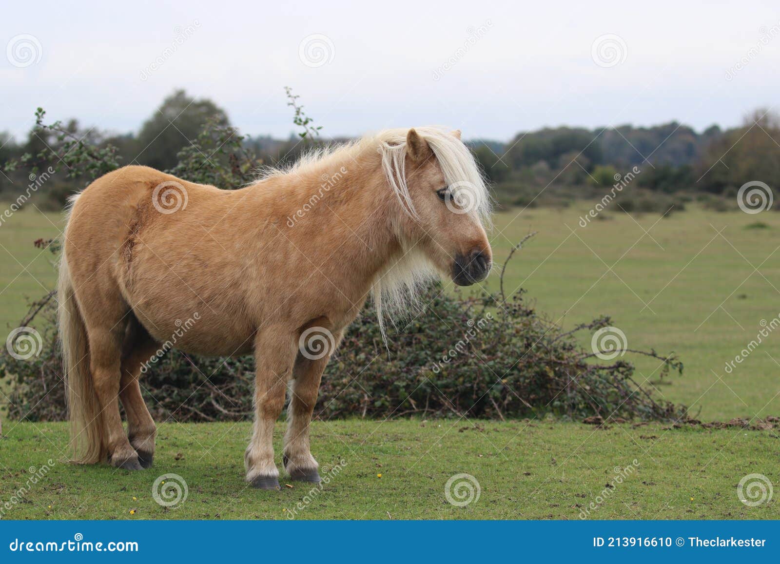 Wild Field Ponies, Stood in Open Field Stock Photo - Image of graze ...