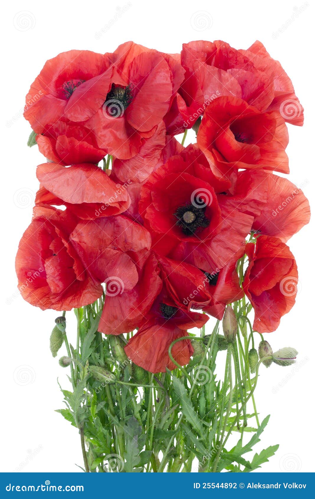 Wild field poppies bouquet stock photo. Image of meadow - 25544892