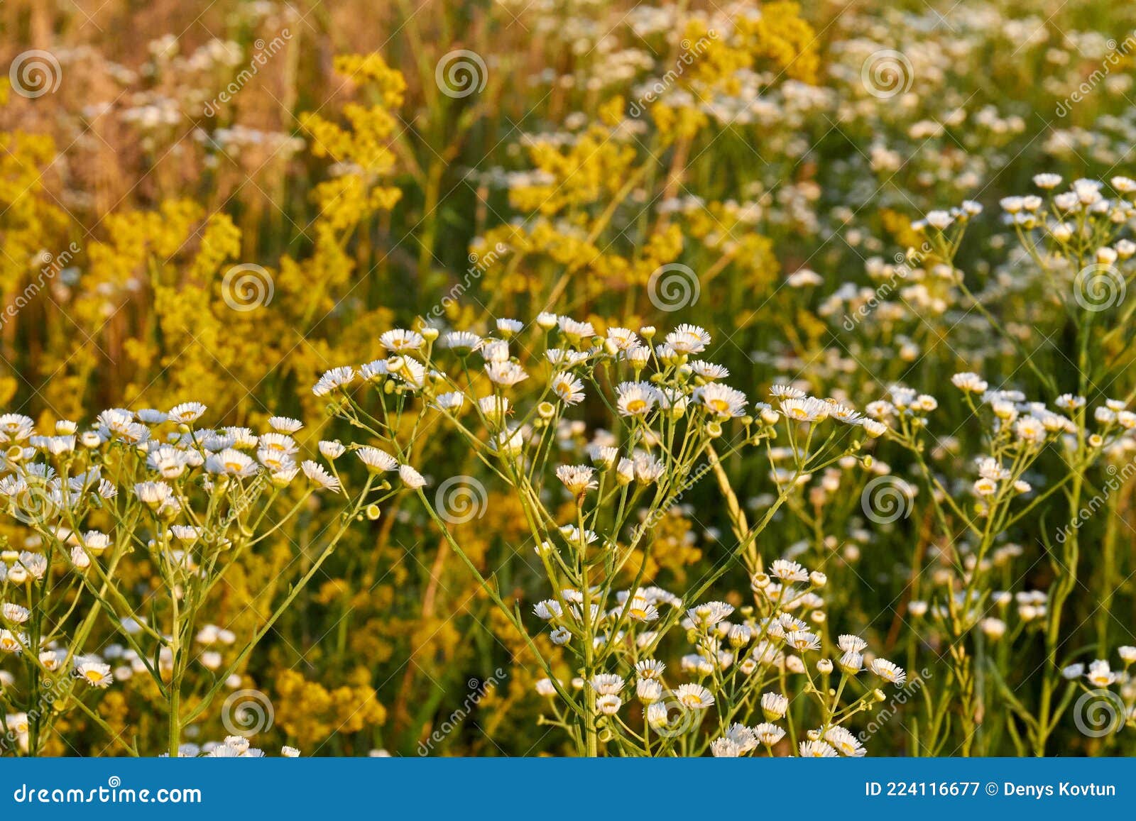 Wild Field of White Small Tiny Blossoming Flowers. Stock Image - Image ...