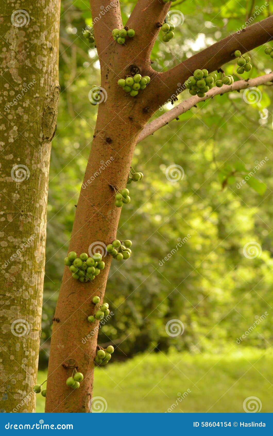 Wild Fig Fruits stock photo. Image of rainforest, wild - 58604154