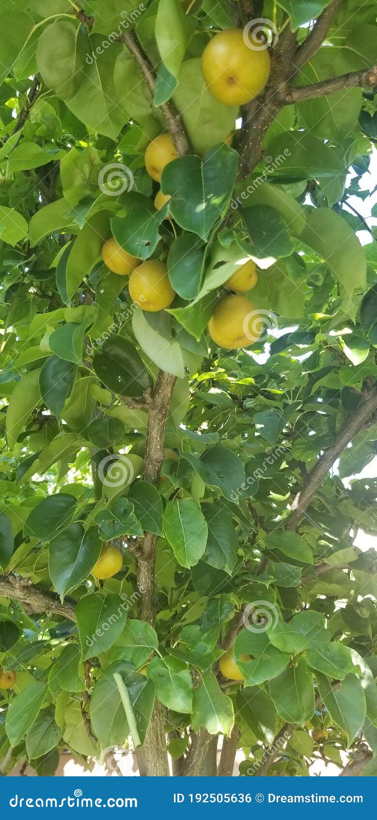 Wild fig tree stock photo. Image of wild, fruit, tree - 192505636
