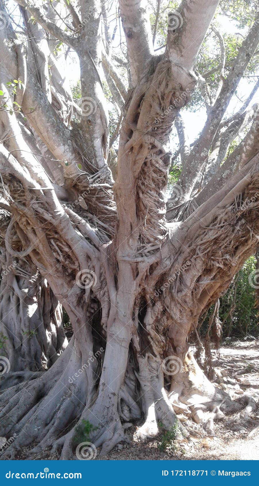 Wild fig tree roots stock image. Image of wildlife, roots - 172118771