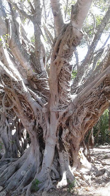 Wild fig tree roots stock image. Image of wildlife, roots - 172118771
