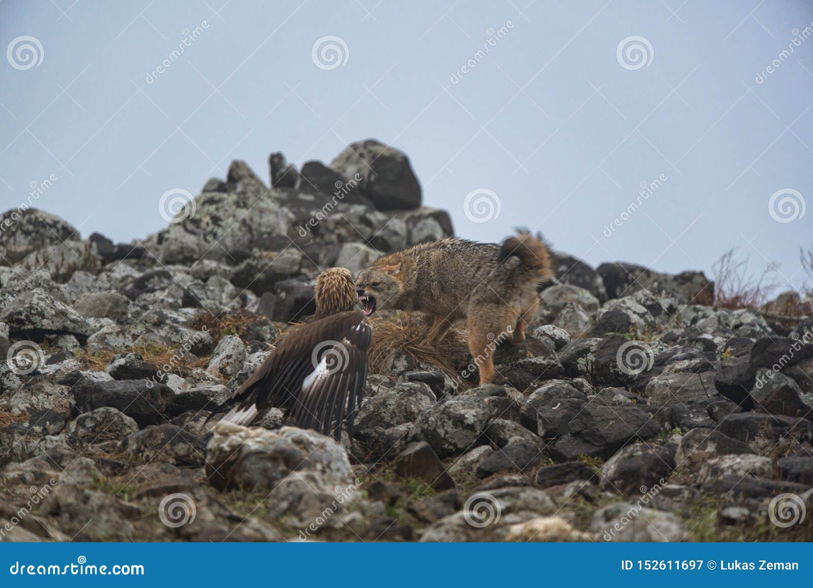 Fight of eagle and jackal stock image. Image of eagle - 152611697