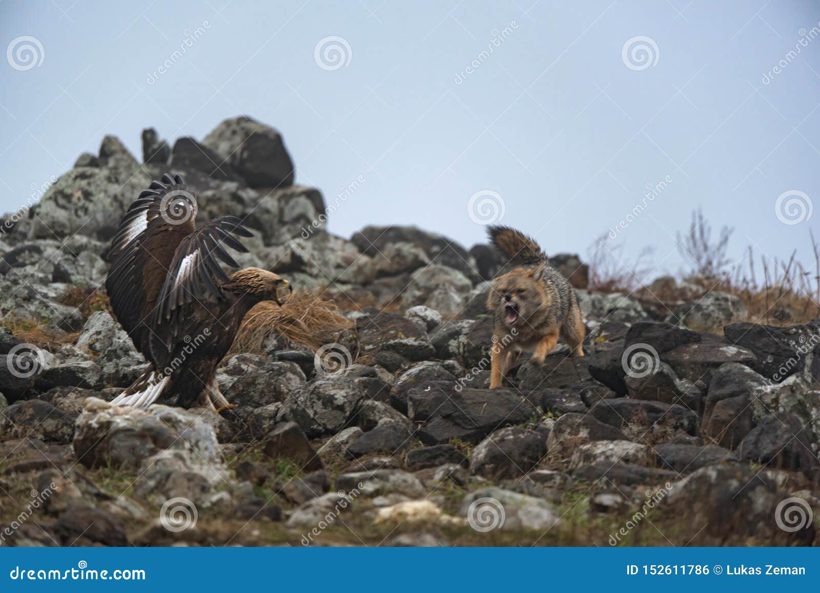 Fight of eagle and jackal stock photo. Image of animals - 152611786