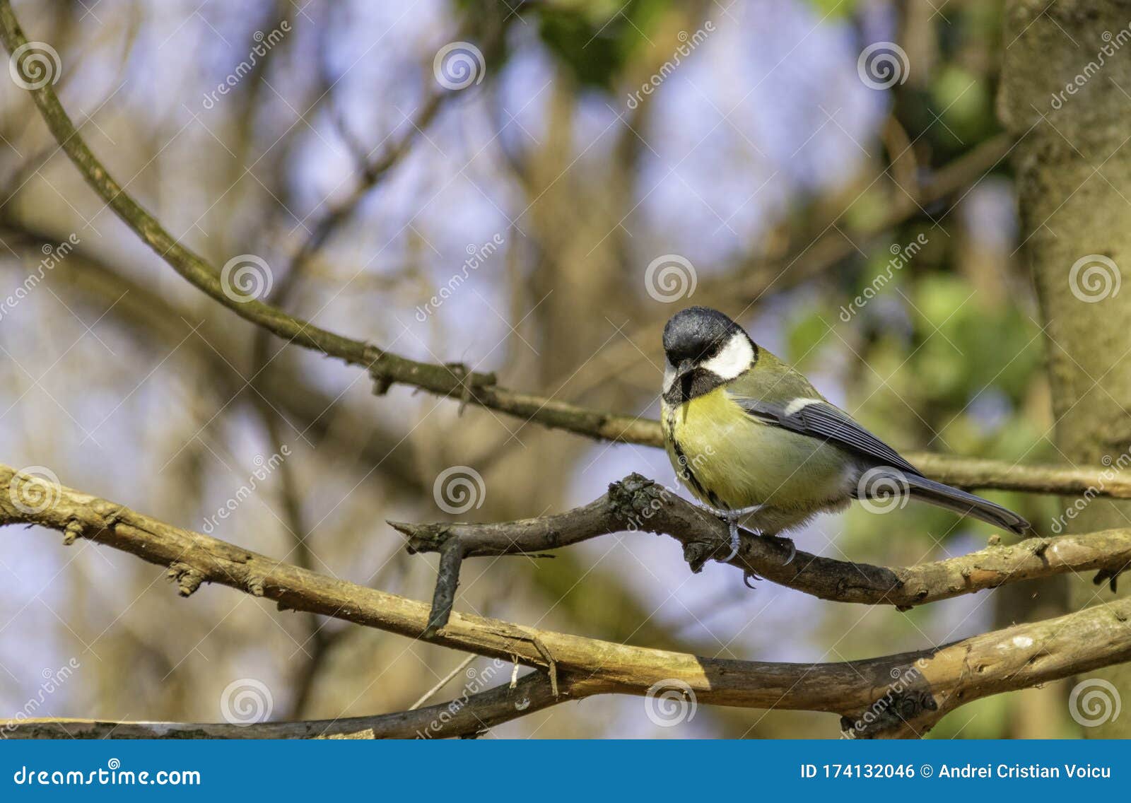 Wild Finch Isolated in Park Stock Photo - Image of blue, sitting: 174132046