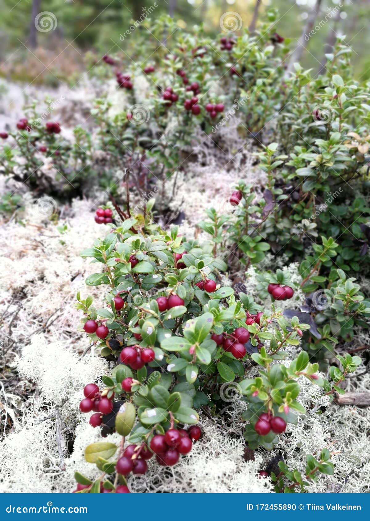 Wild Finnish Berry Cowberry Stock Photo - Image of berries, nature ...