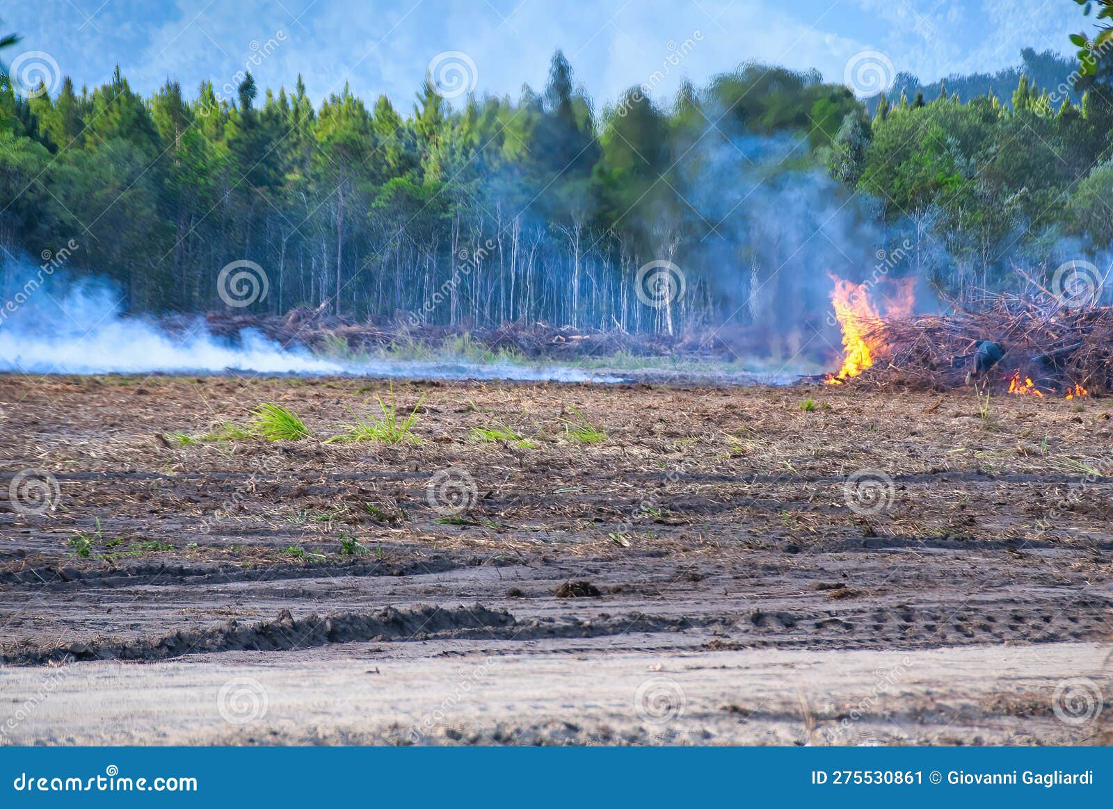 Wild Fire in the Forest, Burning Trees. Environment Danger Stock Image ...