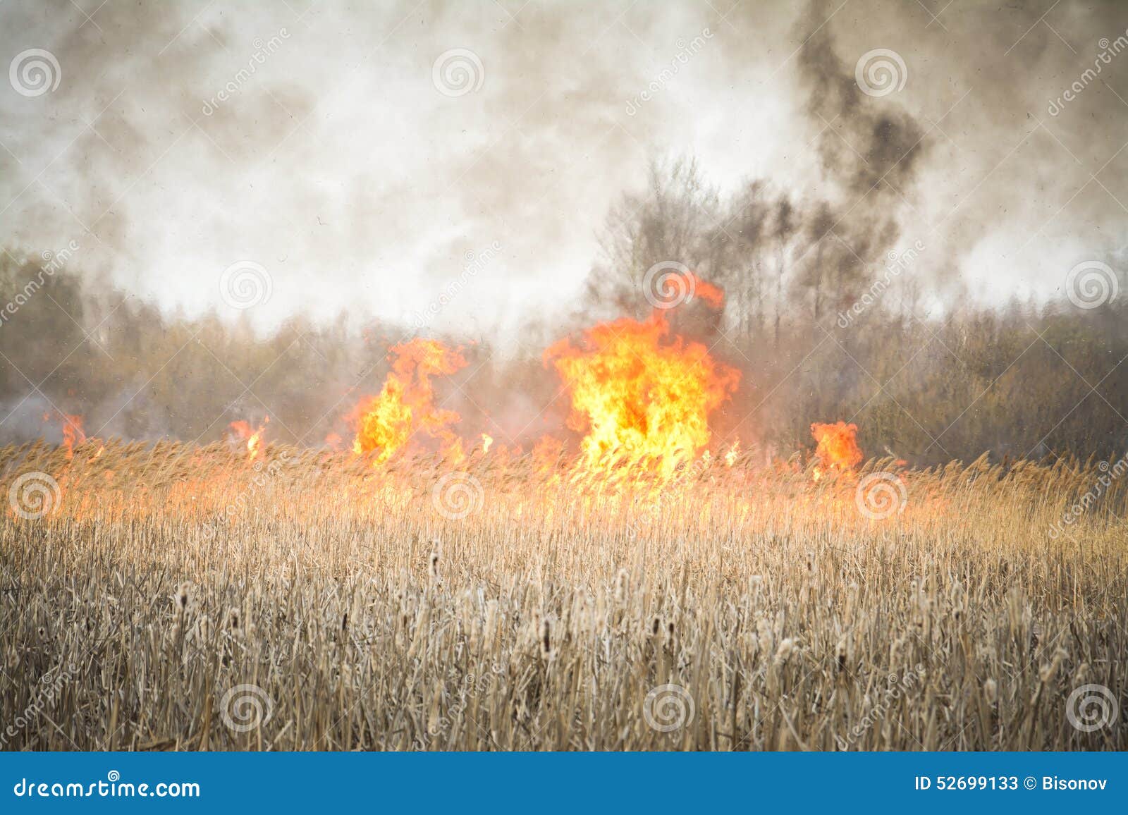 Wild Fire stock image. Image of smoke, flame, industry - 52699133