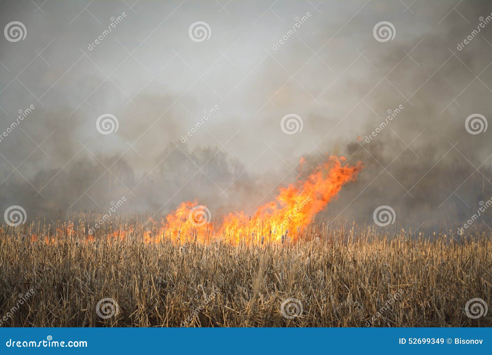 Wild Fire stock image. Image of smoke, wilderness, brown - 52699349
