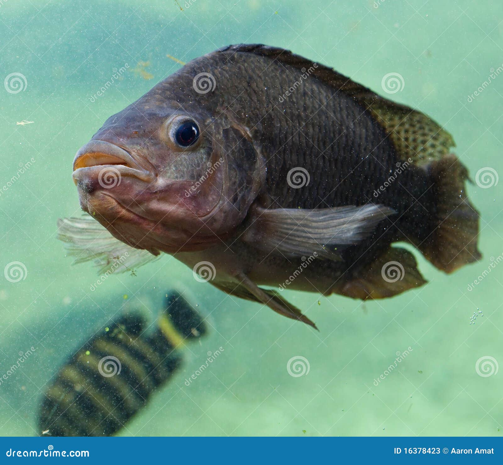 Wild fish stock image. Image of ocean, fish, environment - 16378423