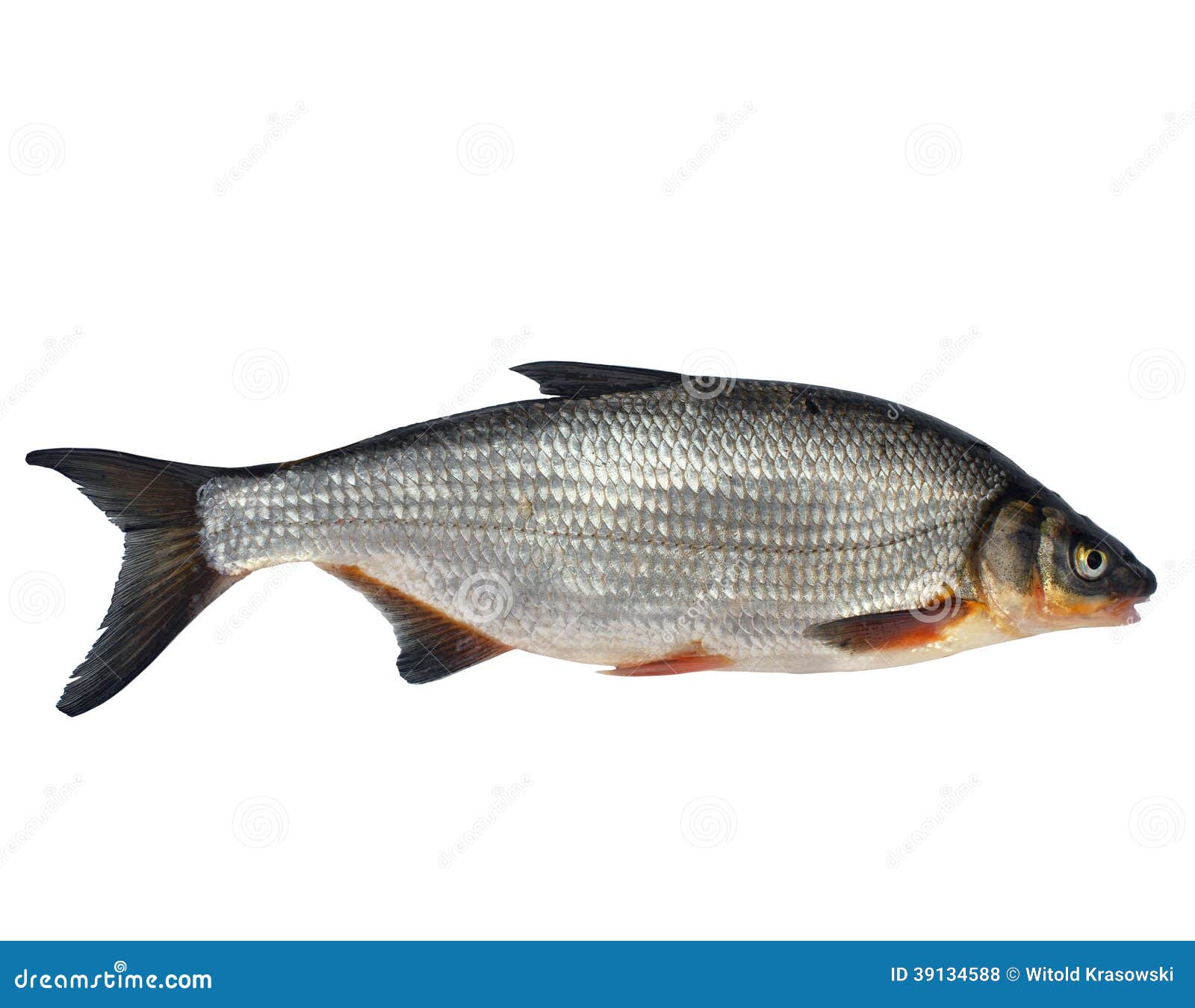 231,876 Wild Fish Stock Photos - Free & Royalty-Free Stock Photos from ...
