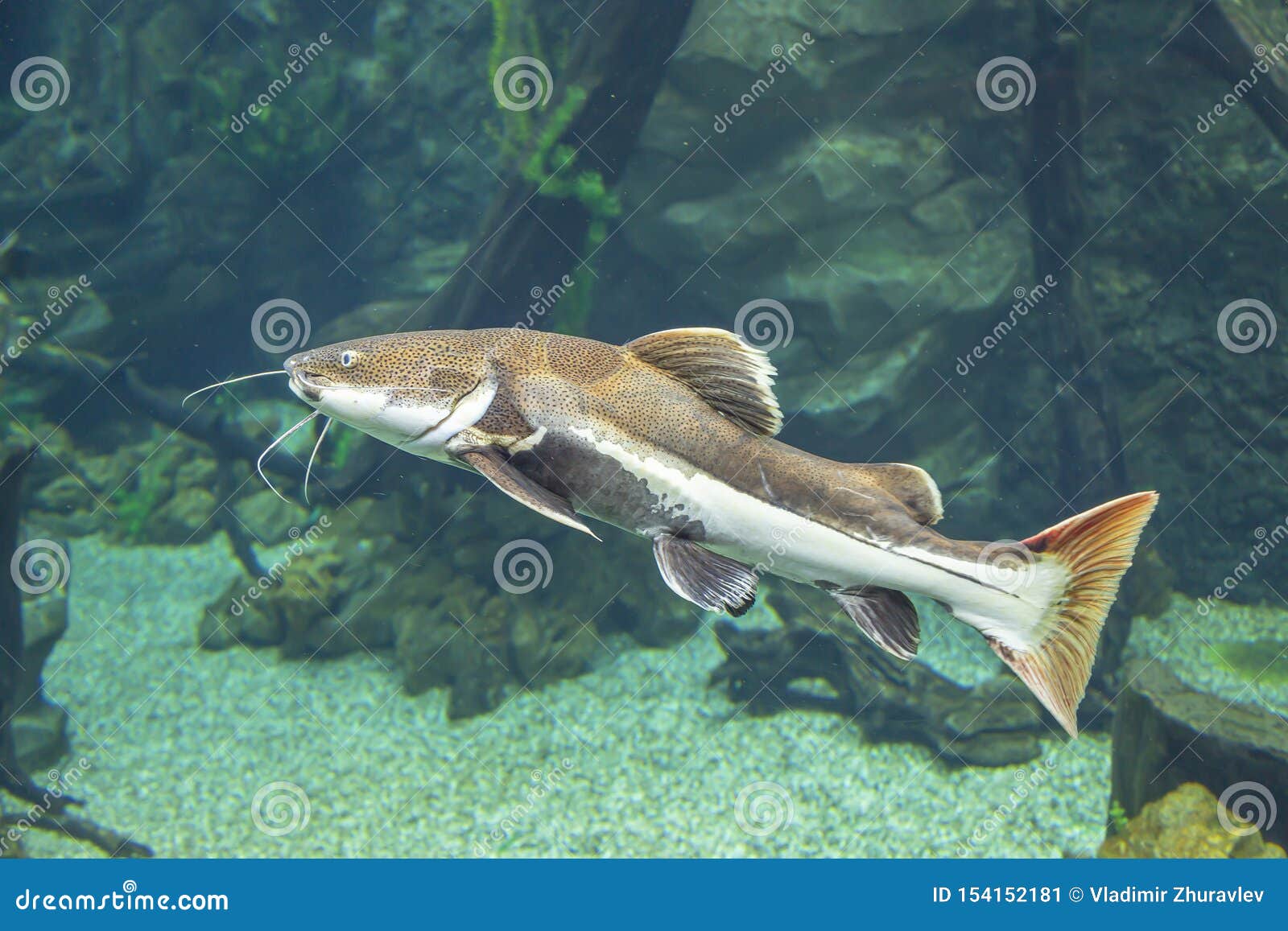 Wild Fish in a Huge Beautiful Aquarium Stock Image - Image of looking ...