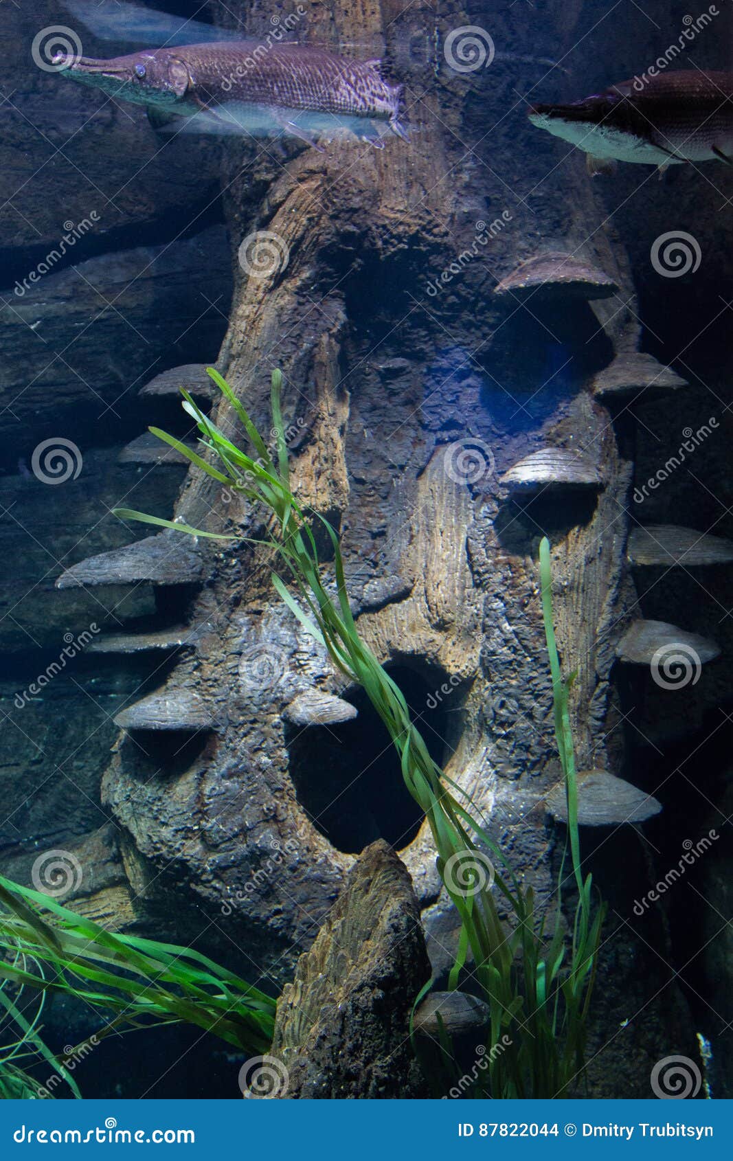 Wild Fish in Huge Beautiful Aquarium Stock Photo - Image of exotic ...