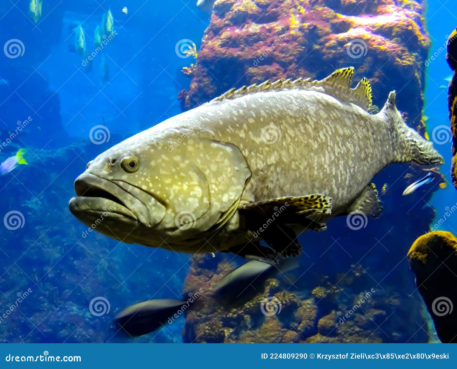 Wild Fish Swim In A Forest Lake With Waterfalls. Plitvice, National ...