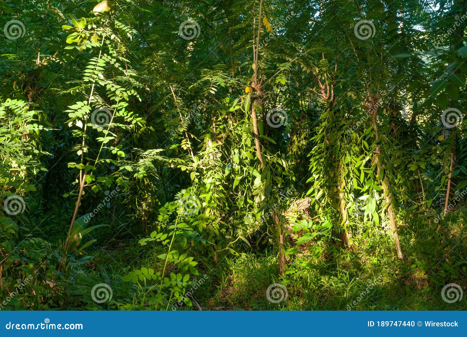Wild Flat-leaved Vanilla (Vanilla Planifolia) Trees in the Forest ...
