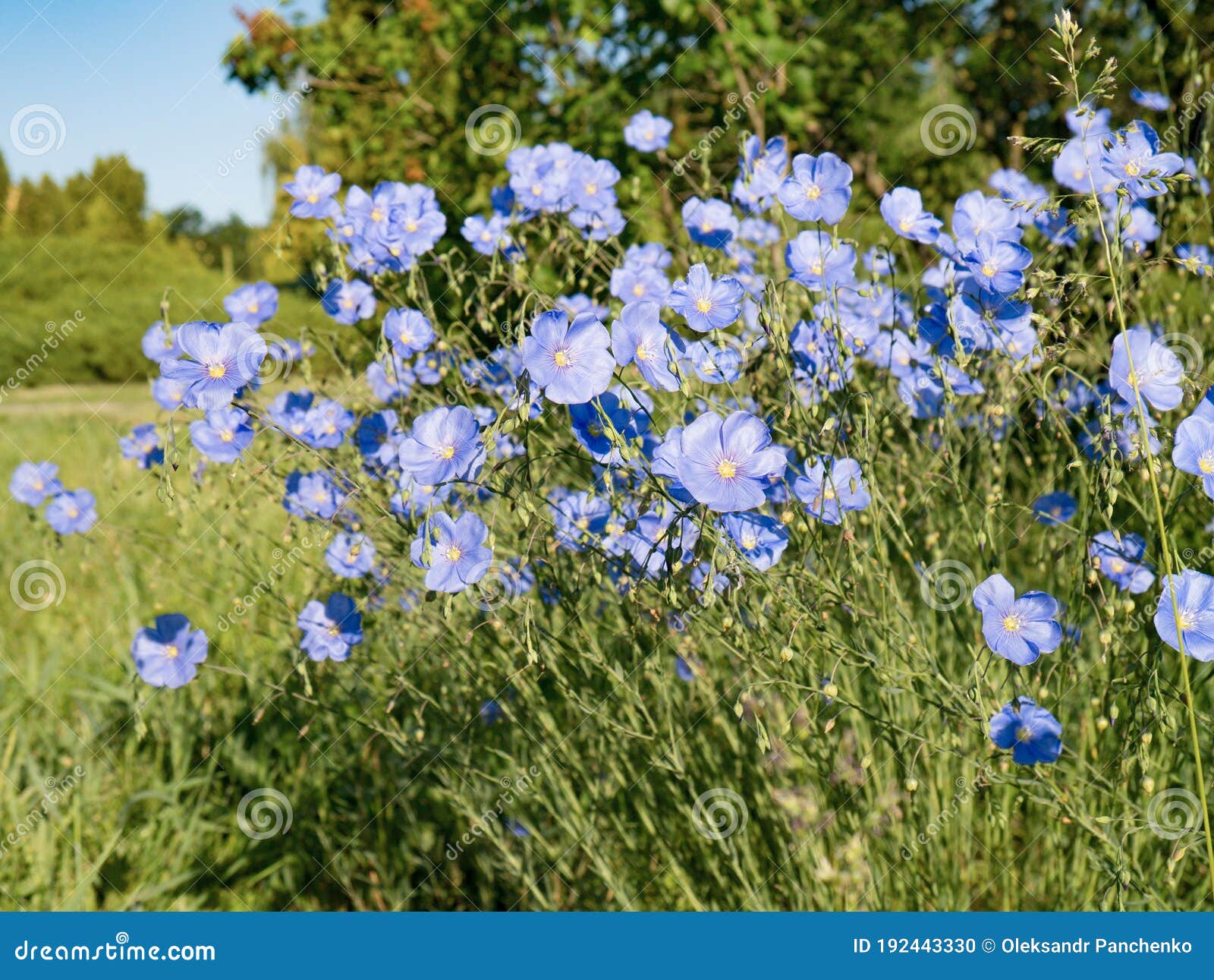 Wild Flax Blooming in a Meadow Stock Photo - Image of garden, landscape ...