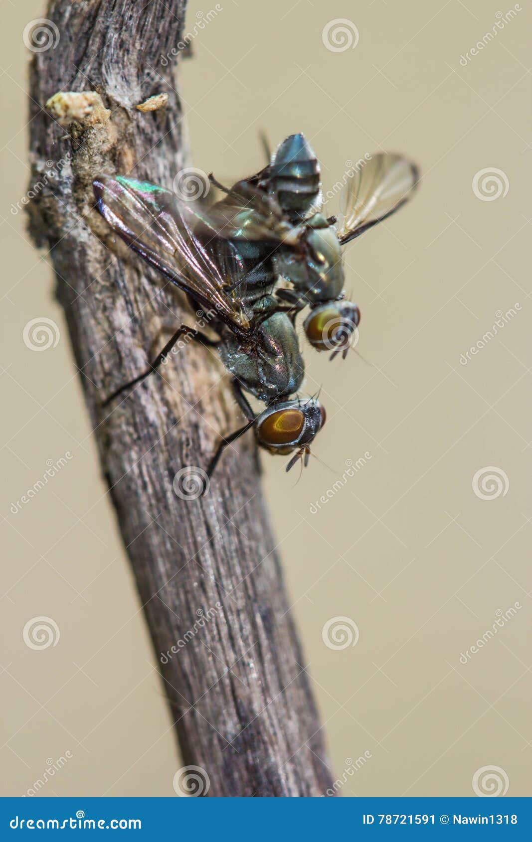 Wild flies mating. stock image. Image of sexuality, wild - 78721591
