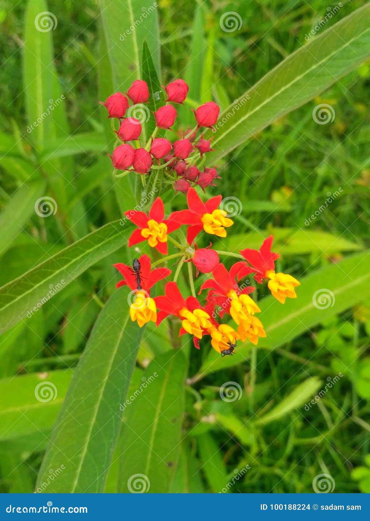 Wild Flora stock photo. Image of leaf, natural, world - 100188224