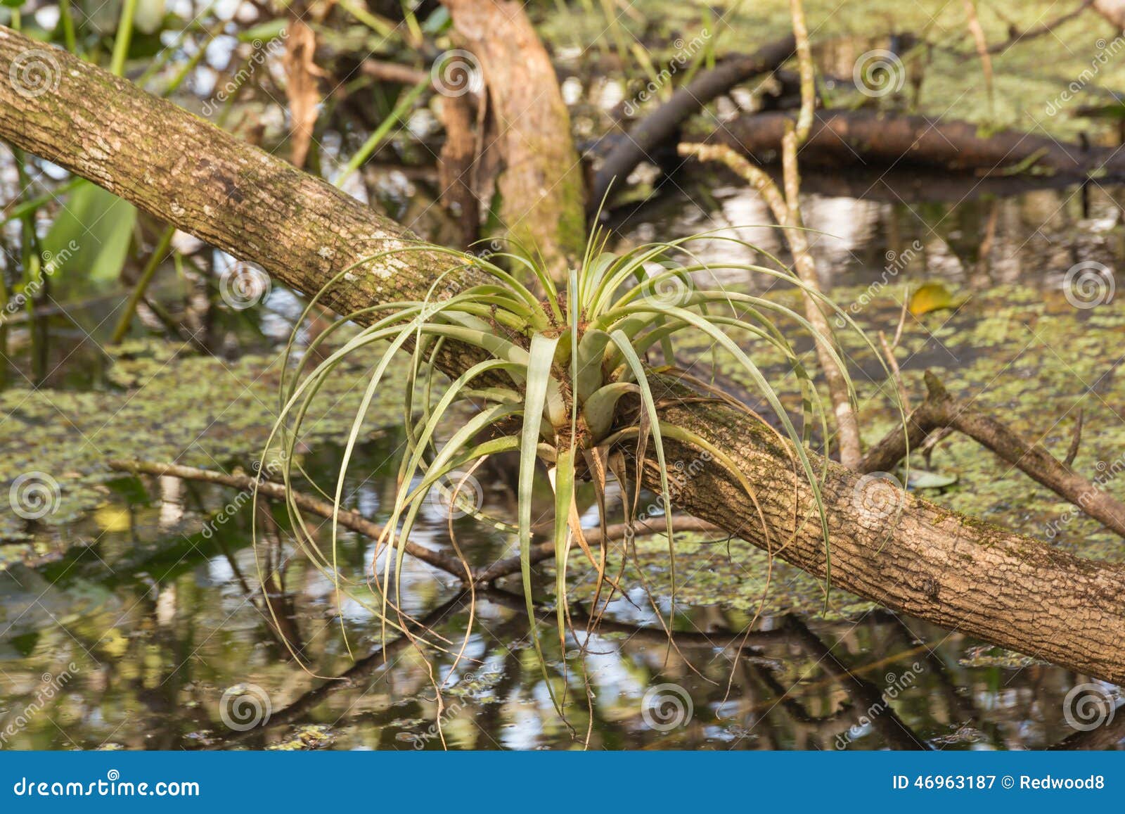 Wild Florida Bromeliad stock image. Image of cypress - 46963187