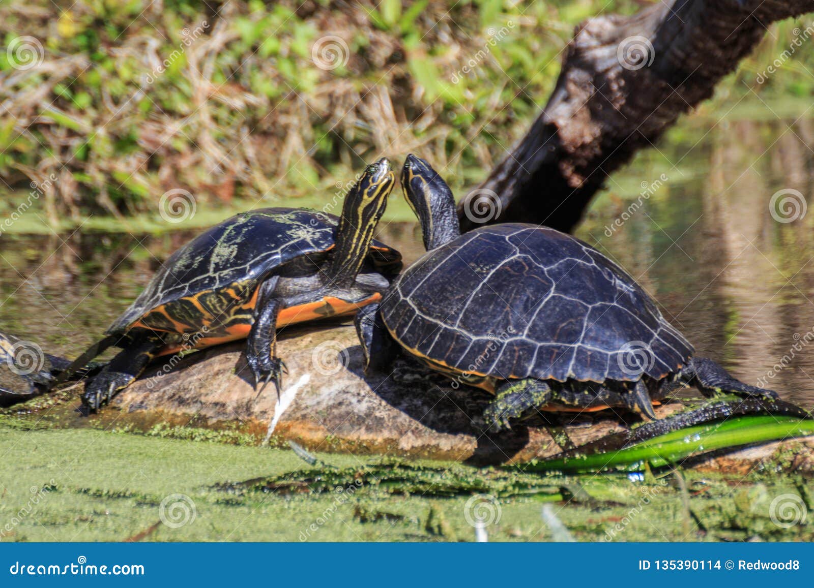Wild Florida Slider Turtles Stock Photo - Image of water, bottom: 135390114