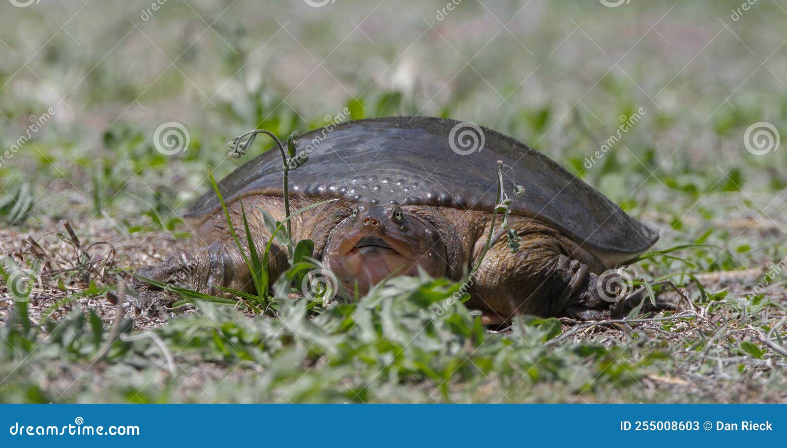 Wild Florida Softshell Turtle - Apalone Ferox - Front View of Female ...