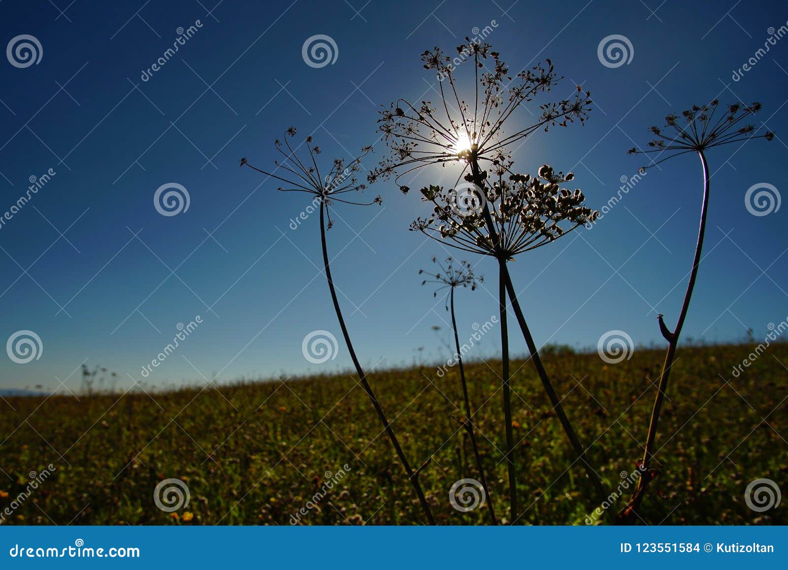 Wild flower in backlight stock photo. Image of color - 123551584