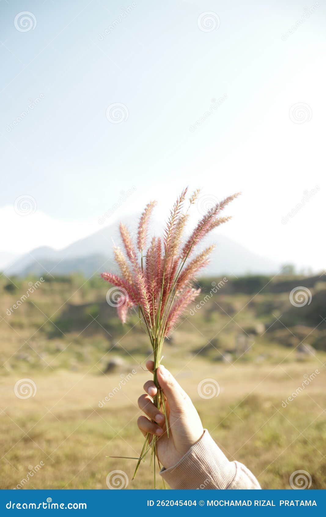 Wild Flower in Beautiful Savana Stock Photo - Image of bloom, beautiful ...
