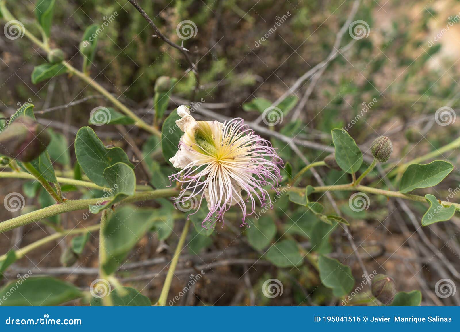 Wild Flower of a Caper Plant Stock Photo - Image of nature, yellow ...