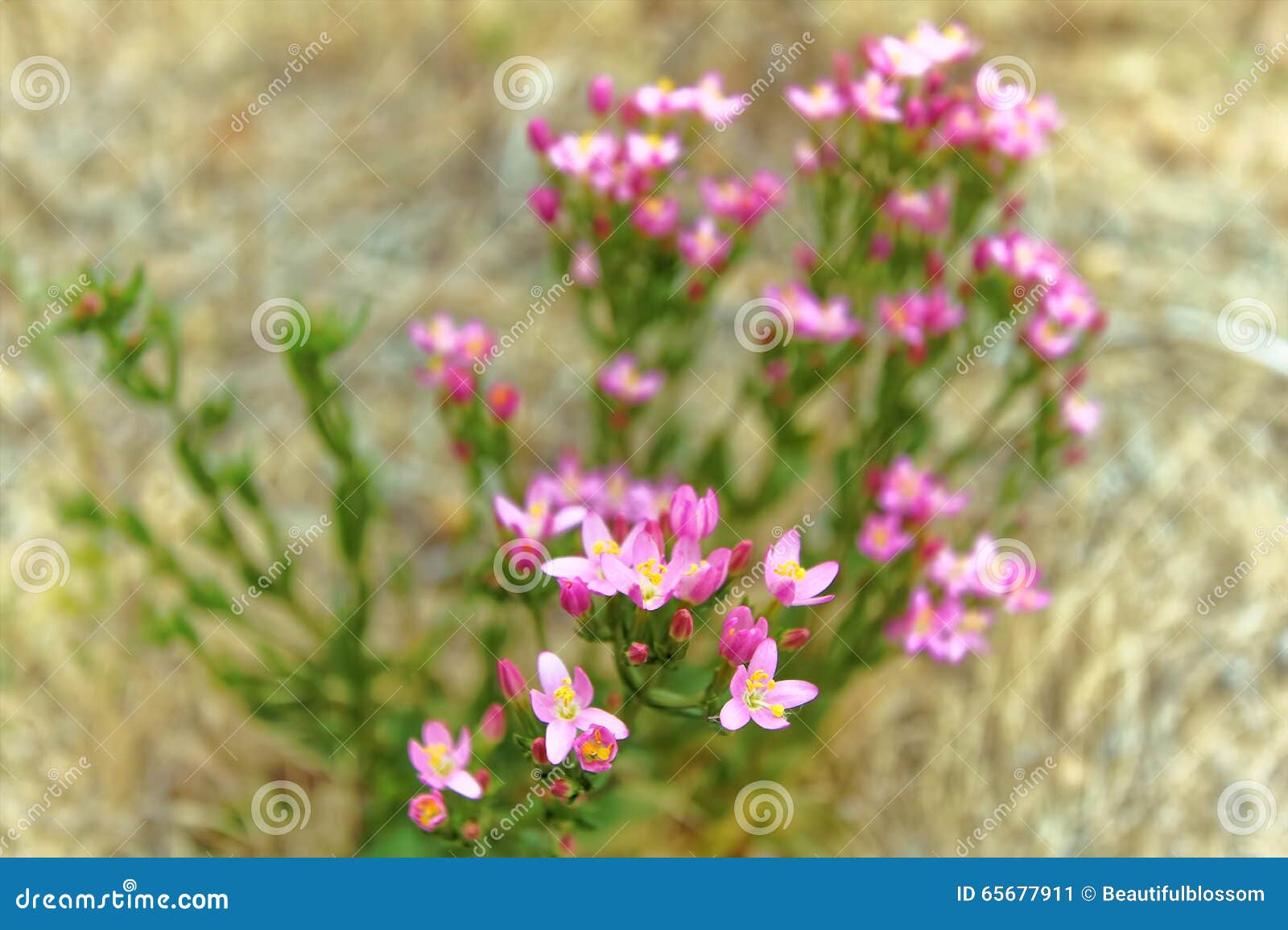 Wild Flower Centaurium Erythraea Stock Image - Image of heads, botany ...