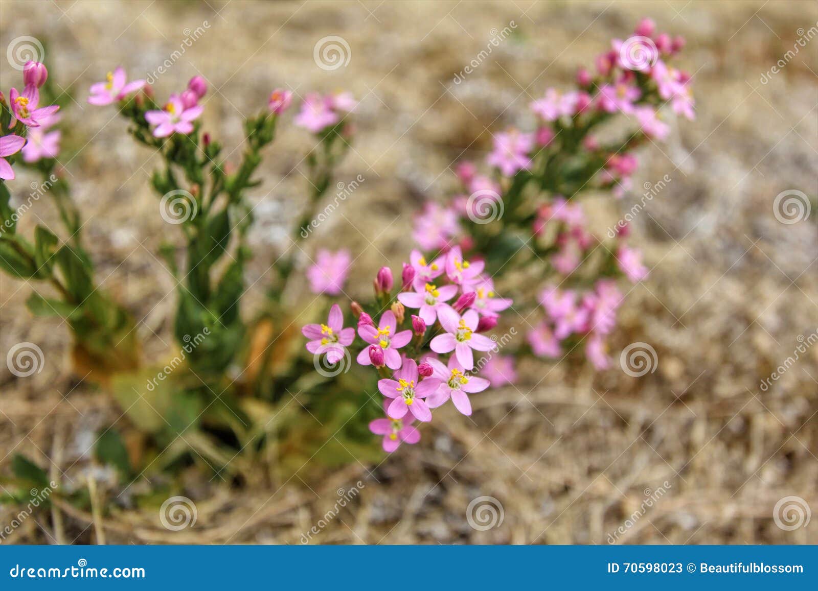 Wild Flower Centaurium Erythraea Stock Image - Image of flowers, stalks ...
