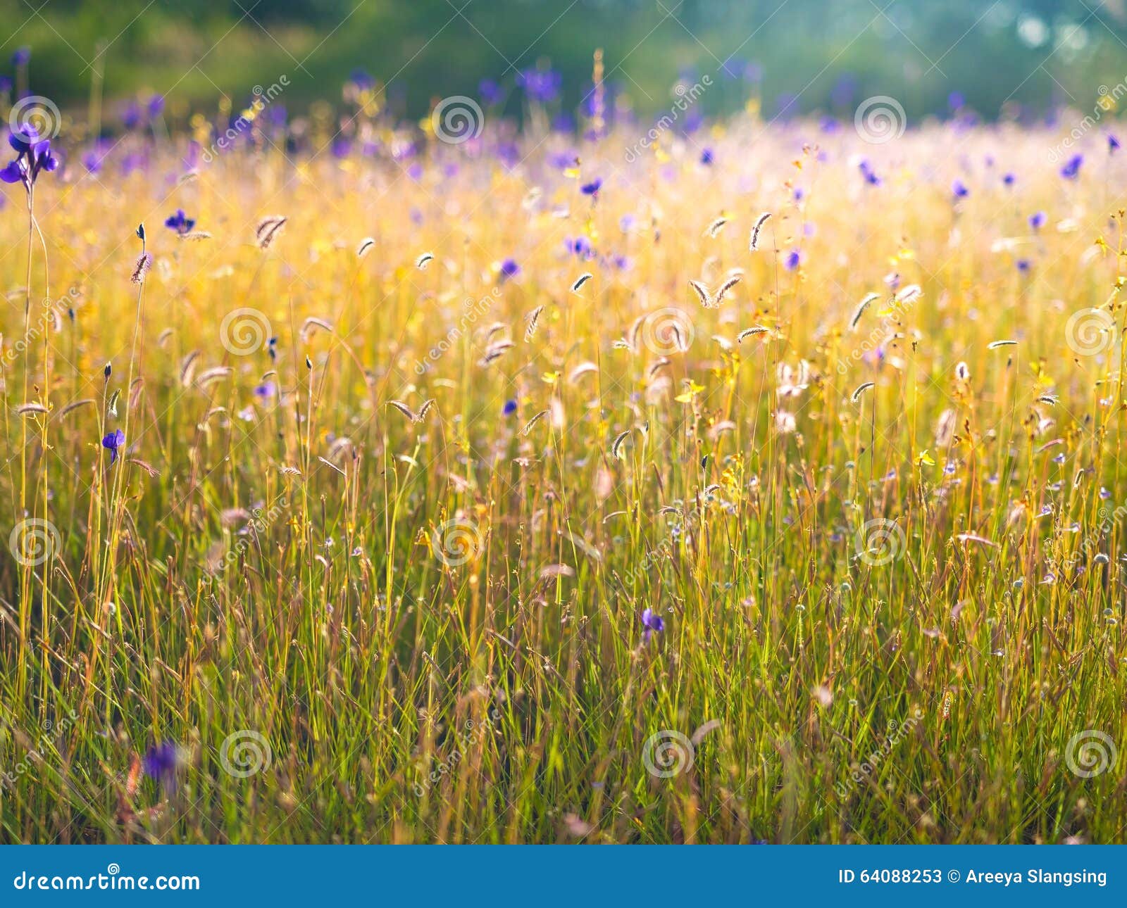 Wild Flower Field with Soft Light Effect Added Stock Image - Image of ...