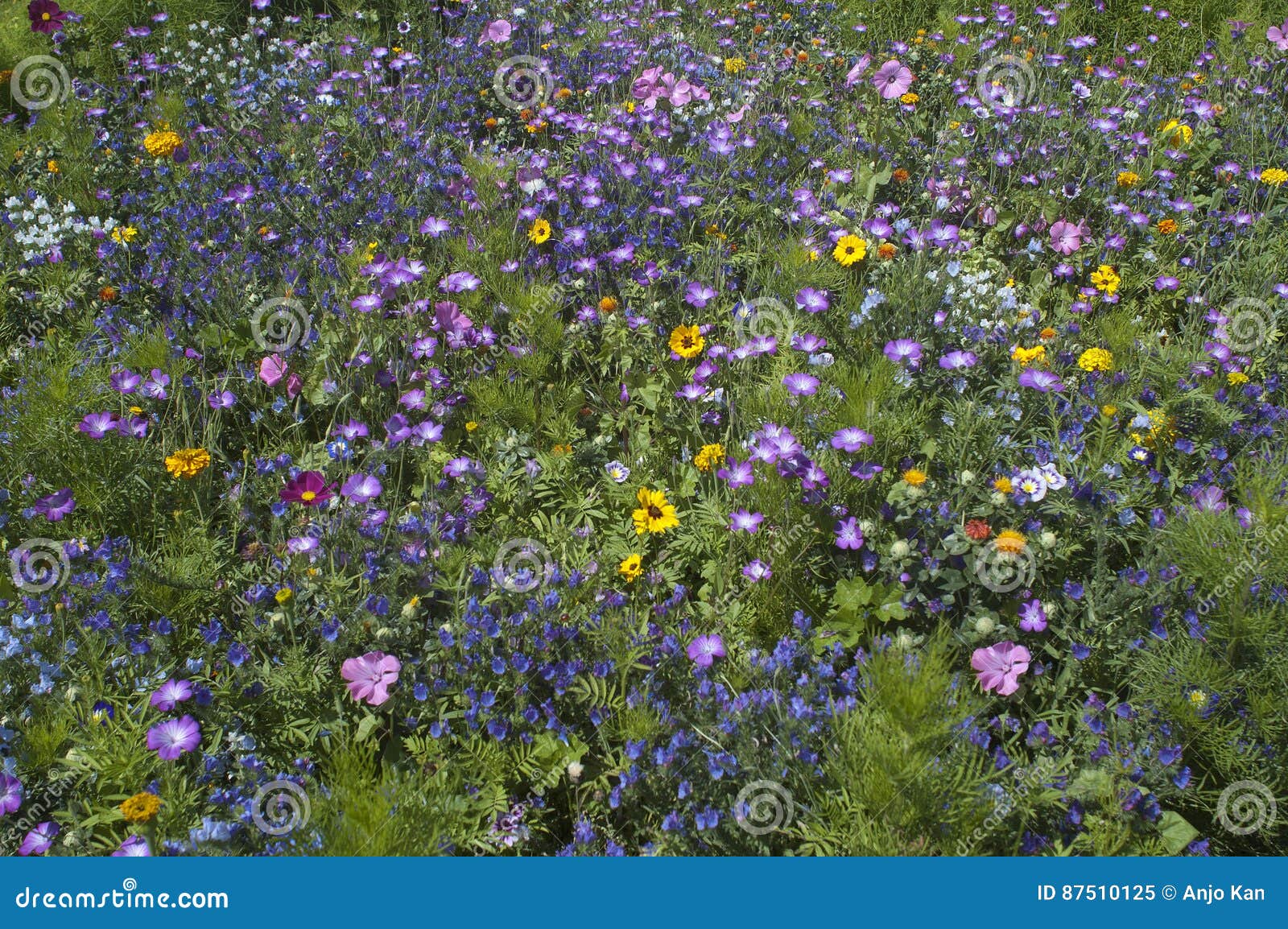Wild flower fields stock image. Image of floristics, flora - 87510125