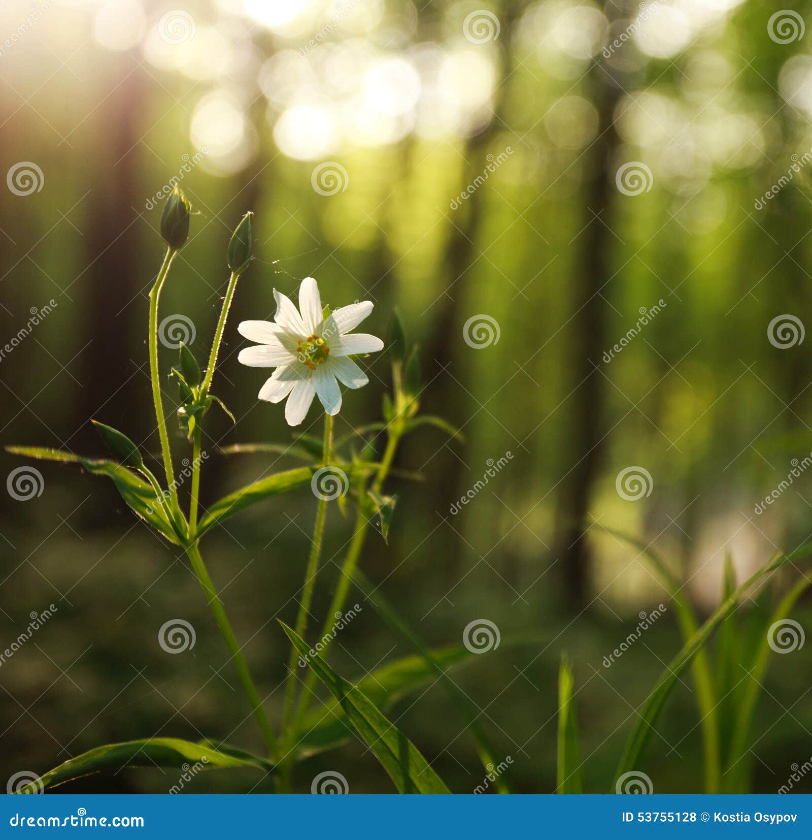 Wild Flower in Green Forest on Sunset Light Stock Photo - Image of ...