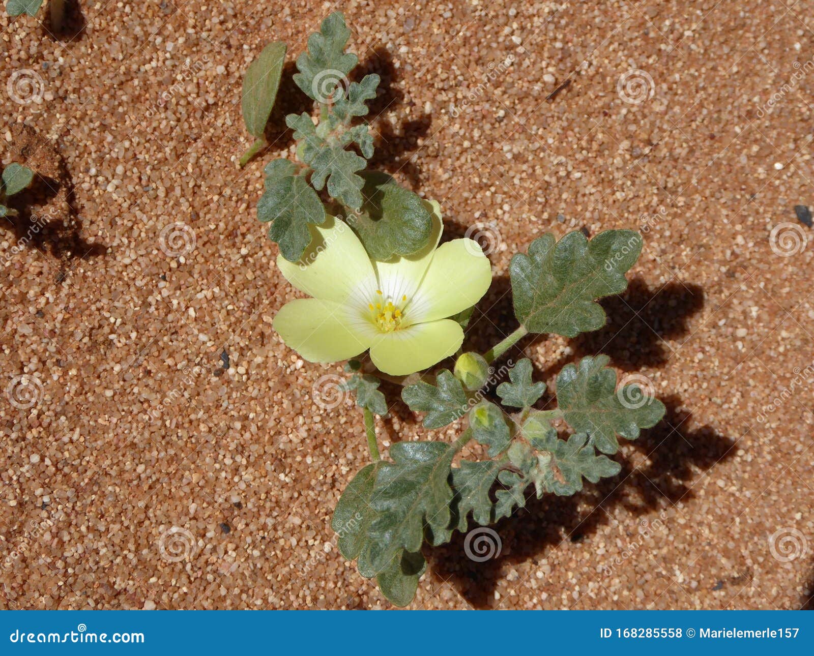 Desert Wild Flower in Namibia. Stock Photo - Image of wild, travel ...