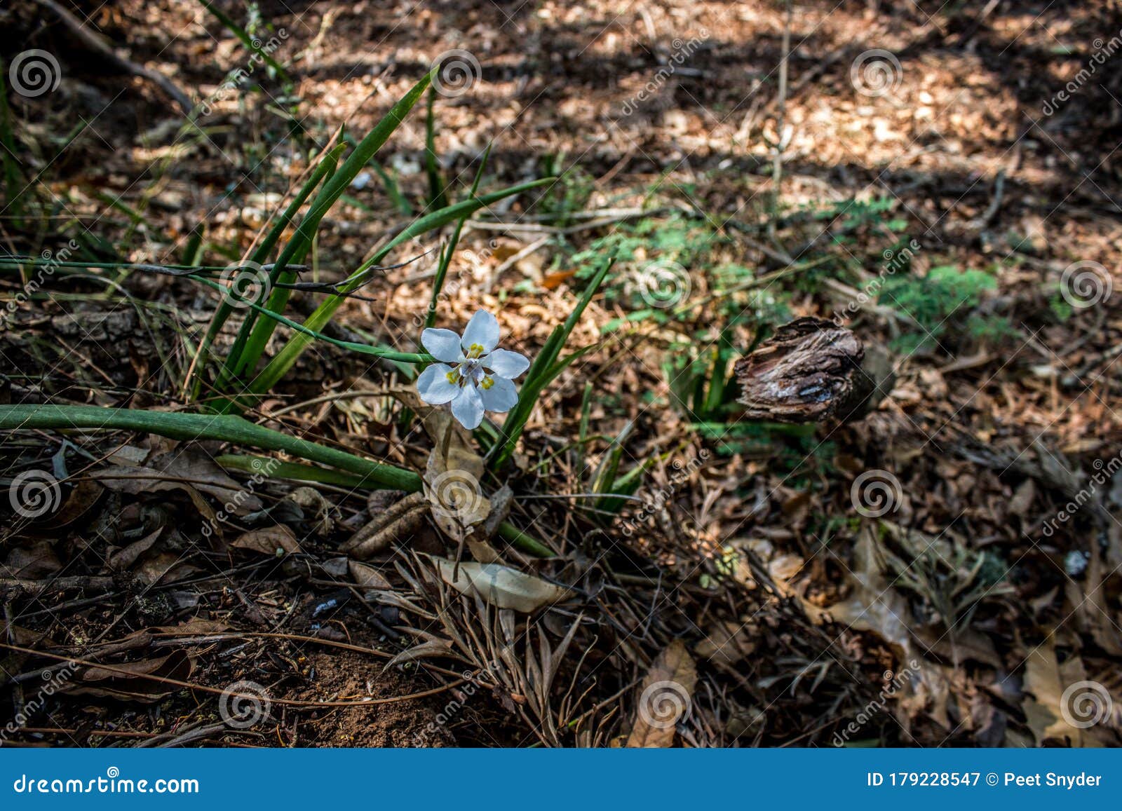 Wild Flower Growing Outside in a Field Stock Image - Image of grass ...