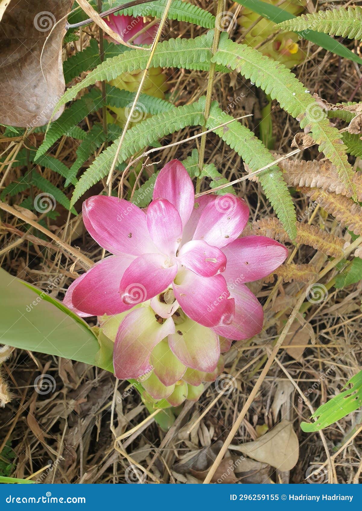 Wild Flower with High Angle Stock Image - Image of flower, wild: 296259155