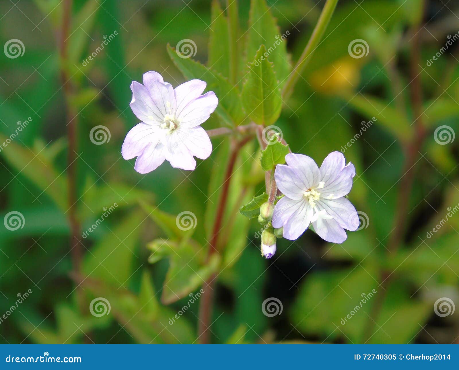 Wild Flower Himalayan Balsam Weed Stock Image - Image of flowering ...