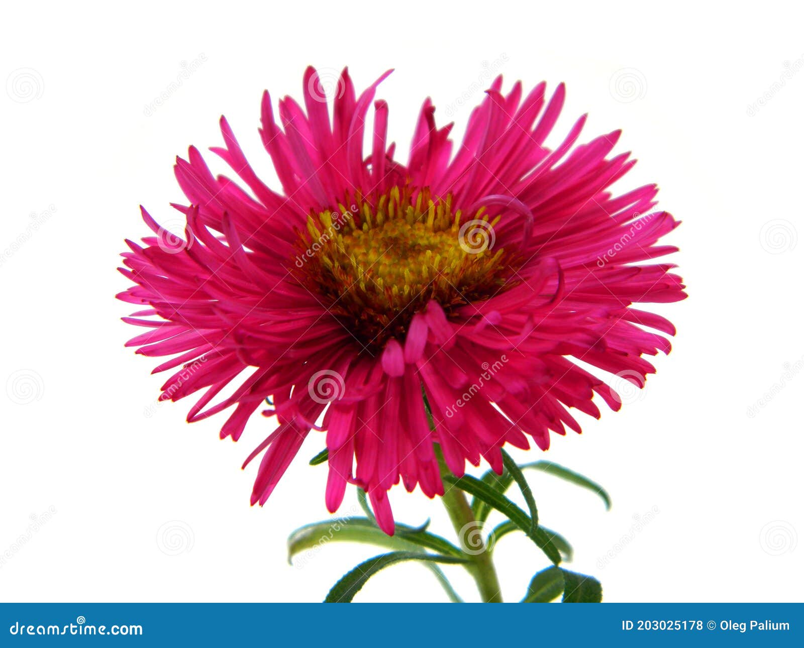 Wild Flower Isolated on White Background Stock Photo - Image of flat ...