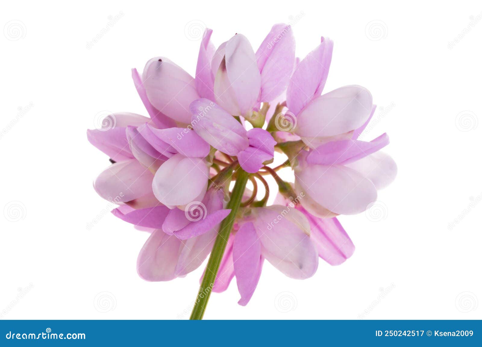 Wild flower isolated stock image. Image of summer, green - 250242517